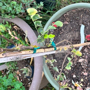 RARE Governor's Plum flavourtia Indica Live Fruit Tree - Etsy