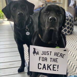 Two Ring Bearer Signs for Wedding Has Anyone Seen the Rings I'm Just ...