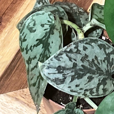 Silver Lady Pothos Scindapsus Silver Lady Silver Pothos Plant Easy ...