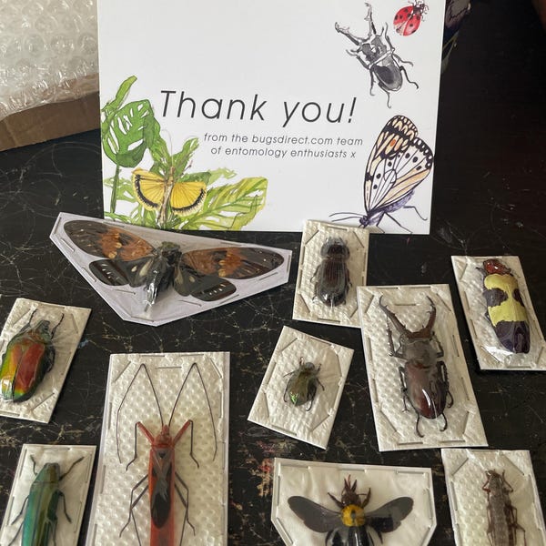 The GIANT Centipede (scolopendra Subspinipes) | Framed & Mounted ...