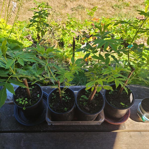 Ashmead's Kernel Apple — Scion Cuttings - Etsy