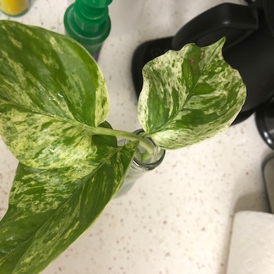 Ric Rac Cactus, Zig Zag Cactus, 2 Inch Bare Root Plant, Rare Fishbone ...