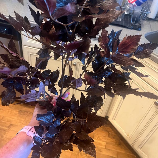 Rustic Thick Grapevine Craft Sticks Supply Wood Planter Spikes ...