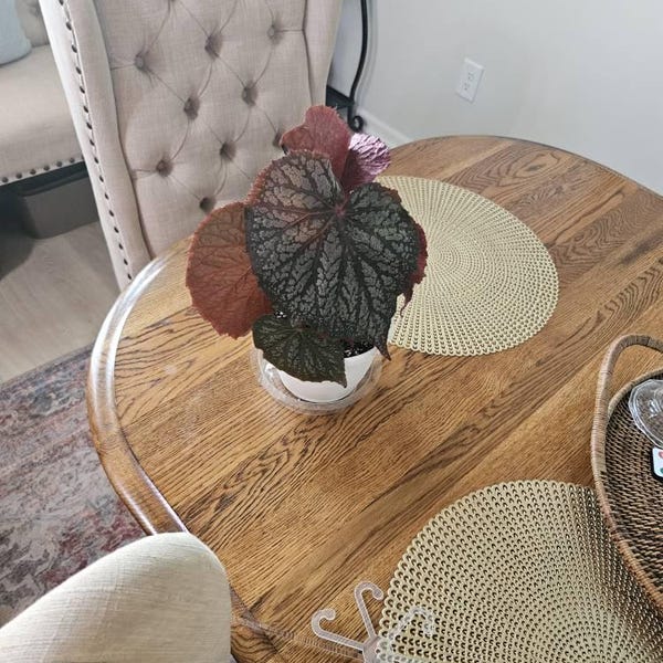 Tradescantia Bubblegum Nanouk Plant - 4 Inch Pot - Optional Decorative ...