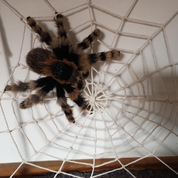 Realistic Tarantula Spider, Poseable Shelf Decor, Wall Mountable Faux ...