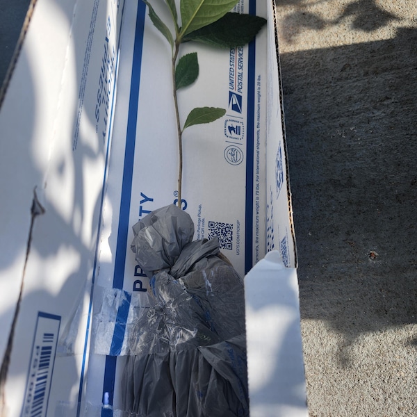 Bruce Canistel Seedling - Egg Fruit - Pouteria Campechiana - Zapote ...