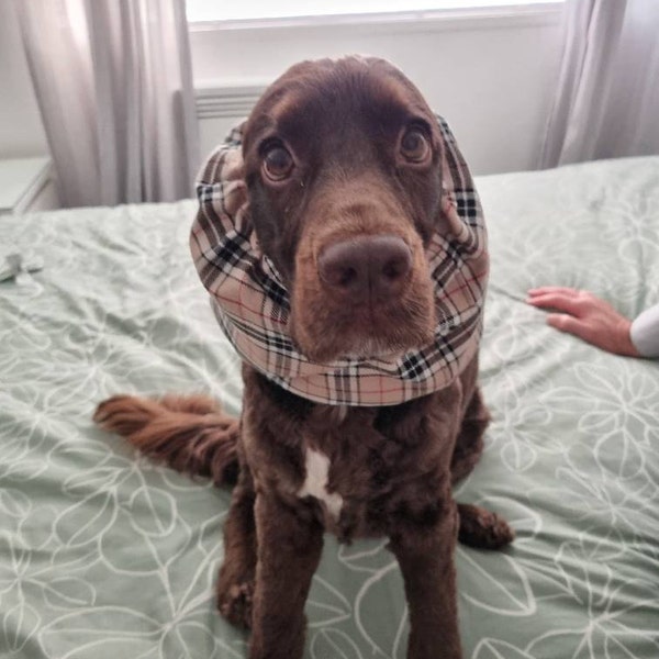 Redgranate,snood for Cocker Spaniel ,dog Snood, Dog Protector, Ears ...