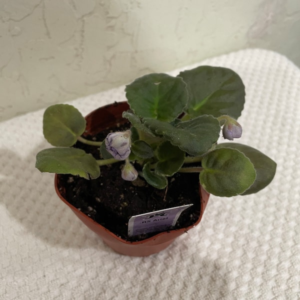 RS Ariel African Violet Live Plant, Young Starter in a 4" Pot | Plant ...