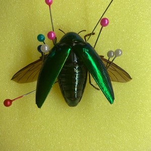 Beetle Mounting Kit for Beginners With Real Beetles and Tools - Etsy