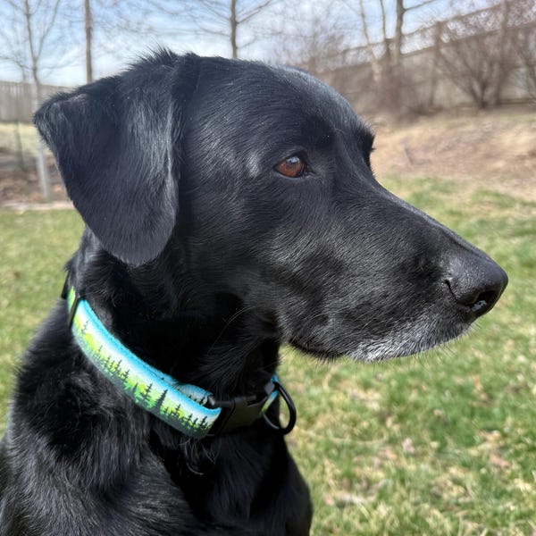 Treeline Dog Collar - Trees | Forest | Nature | Outdoors - Etsy