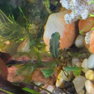 2 Bucephalandra Micro Plants Live Aquarium Plants Free S/h Live Aquatic ...