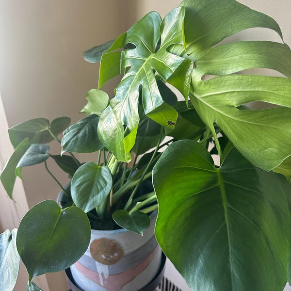 Live Monstera Swiss Cheese - Split Leaf - Tropical Indoor House Plant ...