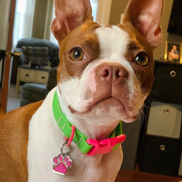 Personalized Pet ID Tag, Dog Tag, Cat Tag, Custom Cat Tag, Easy to Read, Cute Glitter Tag, Pet ...