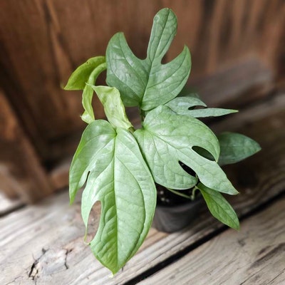 Spider Man Monstera amydrium Silver 4 Pot ALL PLANTS Require You to ...