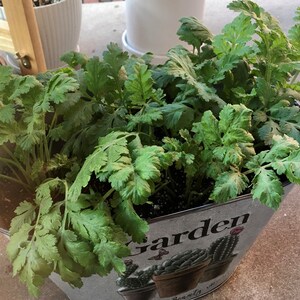 Bare-root Wild Ginger Plants - Etsy