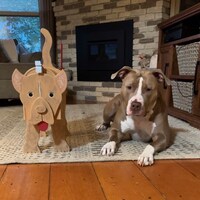 Dog Mailboxes - Boxer Mailbox - Etsy Canada