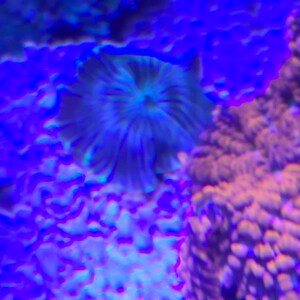 Green Tip Frogspawn - Etsy