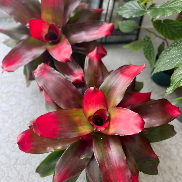 Bromeliad Neoregelia 'magali' - Etsy