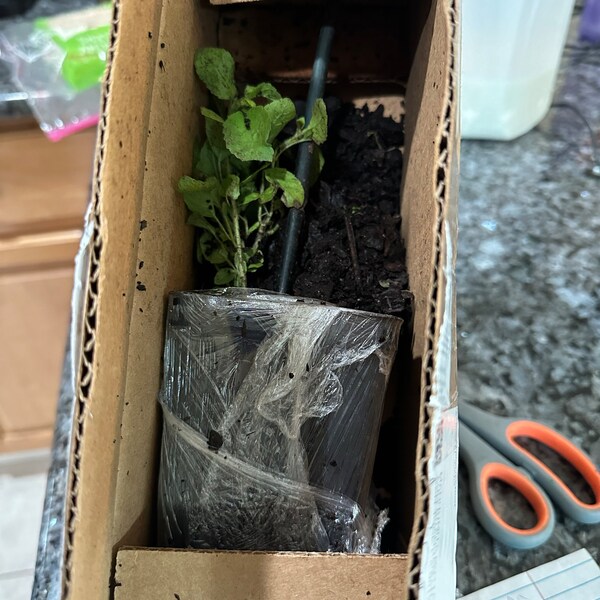 Rama Green Tulsi, Basil (ocimum Tenuiflorum) Well Rooted Sold by Sizes ...