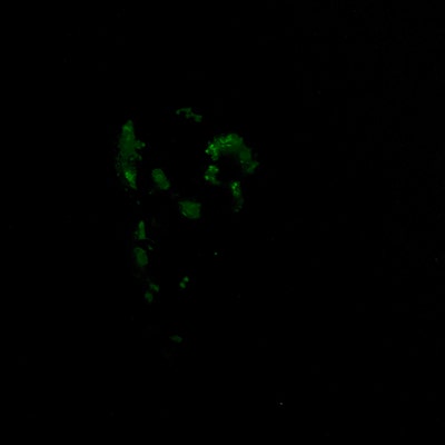 Glow in the Dark Bioluminescent Mushroom Liquid Culture, Panellus ...