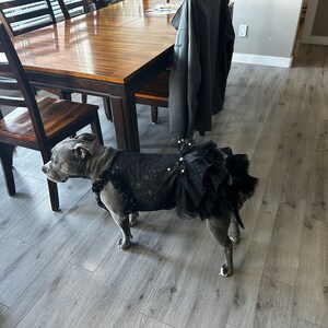 Dog Halloween Costume Inspired From White Rabbit Alice in Wonderland ...