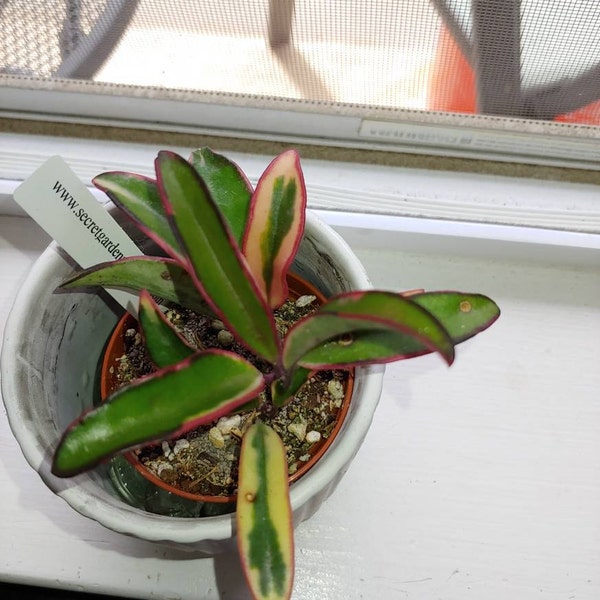 Hoya Wayetii 'lori Lyn', Newly Introduced Hoya Variety, Rooted Plants ...