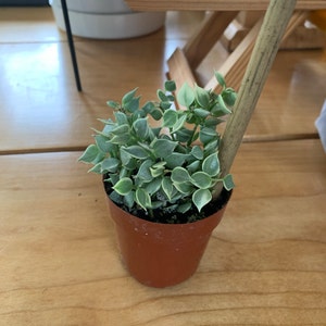 Ludochilus Sea Turtles Jewel Orchid - Etsy