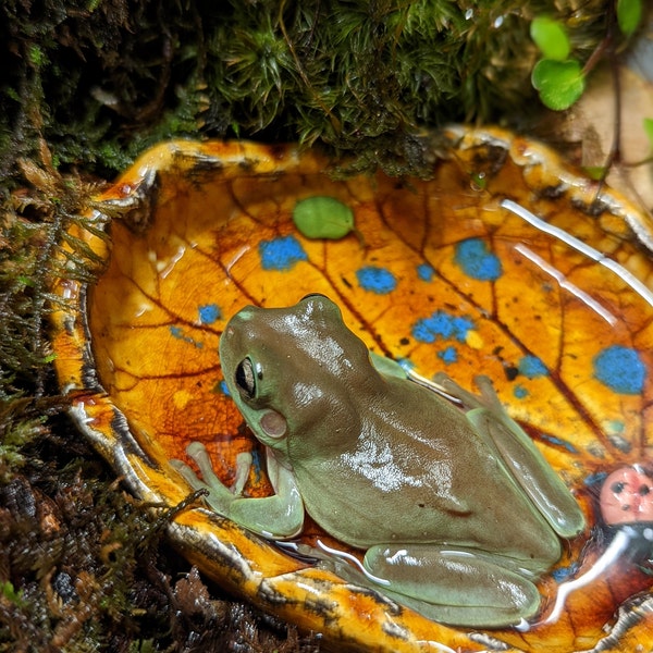 Tiny Sweet Heart Shaped Forget-me-not Leaf With Ladybug Real Leaf Used ...