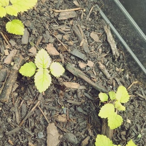 Tromboncino Rampicante Huge Italian Heirloom Zucchini Squash Vegetable ...