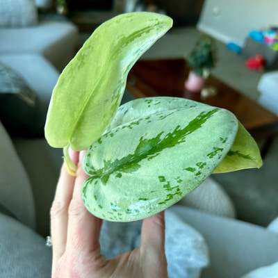 Cebu Blue Ghost Variegated Epipremnum Pinnatum Rooted Starter Plant - Etsy