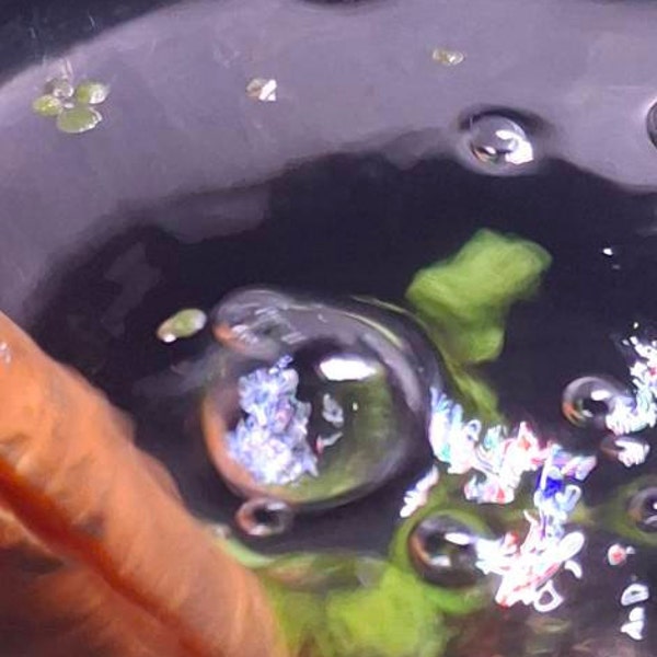 10 Floating Mixed - Duckweed and Salvinia Aquatic Plants - Etsy