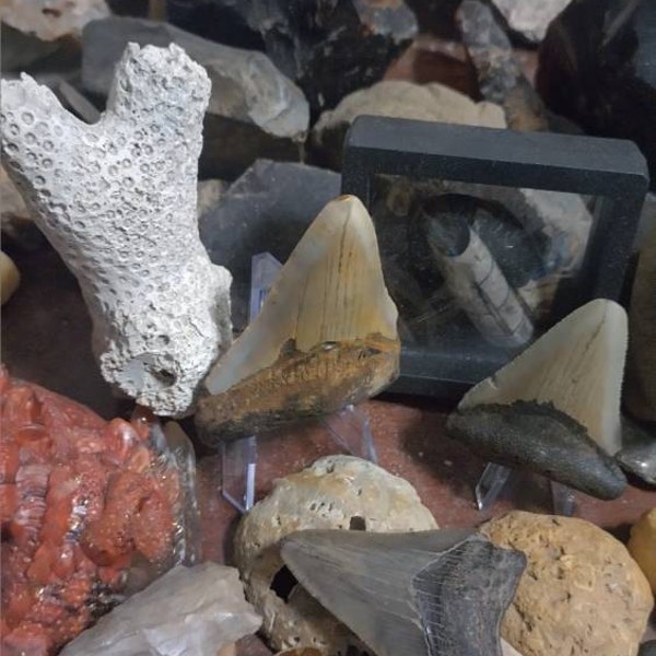 Fossil Coral Branch, Septastrea Crassa, Pliocene Specimen, Florida - Etsy