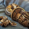 Customizable Ball Python Miniature / Figure / Sculpture / Necklace ...