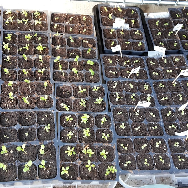 720 Cells Seedling Starter Trays for Seed Germination +5 Plant Labels ...