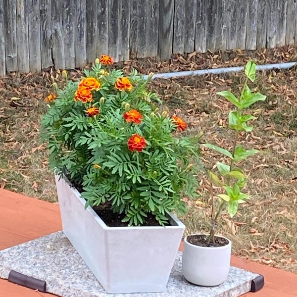 POPPY Composite Countertop Planter - Rectangular Planter – Herb Planter ...