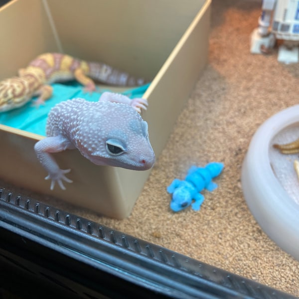 Baby Leopard Gecko Fidget Toy 3D Printed Pet Baby Leopard Gecko ...