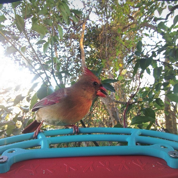 Deluxe Double Perch Add-on With Screw Mounts for Suet Ball & Bird Buddy ...