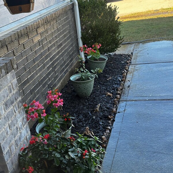 TWO Orange Bougainvillea Plants in One Pot, 3.5" Pot, Orange Flowers ...