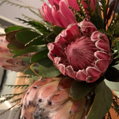 ASSORTED FRESH PROTEA Flower - Etsy