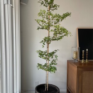 Spiny Black Olive bucida Molinetti 3 to 4 Feet Actual Photo - Etsy