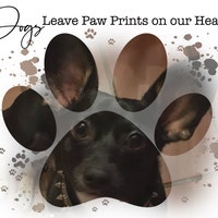 Dog Paw Watercolor Photoshop Editable Digital Photo Template/ - Etsy