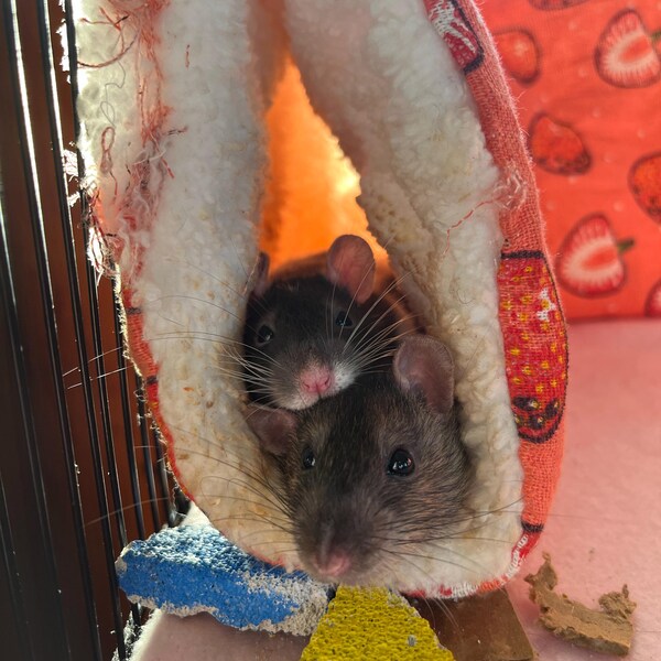 Aquarium Cave Half Dome Fish Tank Decoration, Axolotl Hide, Kuhli Loach ...