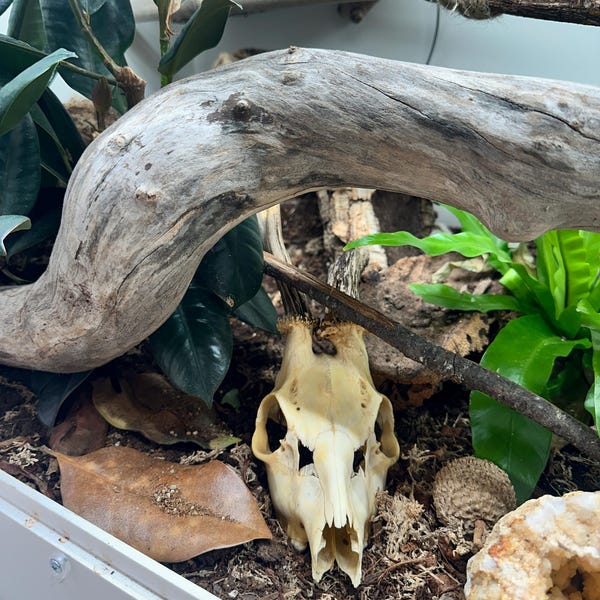 Custom Project on a Fallow Deer Skull, for Your Own Antler Set Mounting ...
