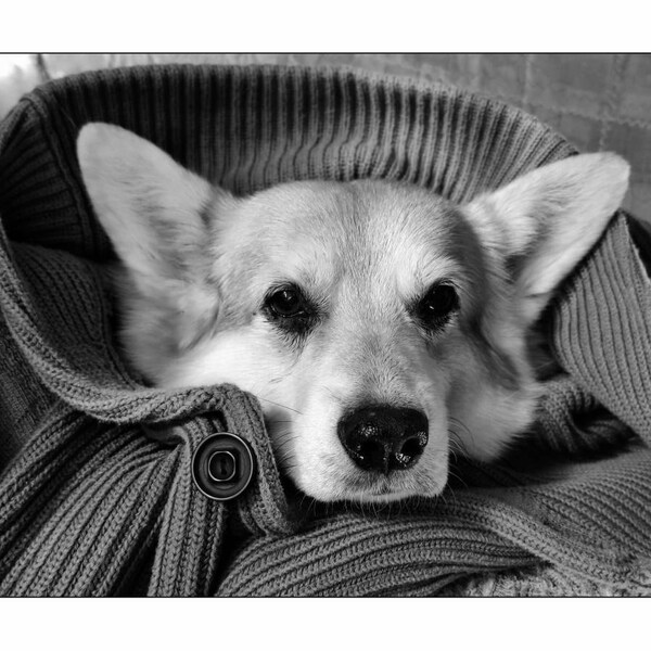 FISHBONE VINTAGE M65 Field Jacket Military Style Mens Size 2XL - Etsy