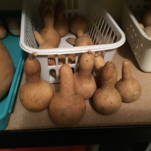 15 Quality Mini Pear Gourds Cleaned and Dried | Etsy