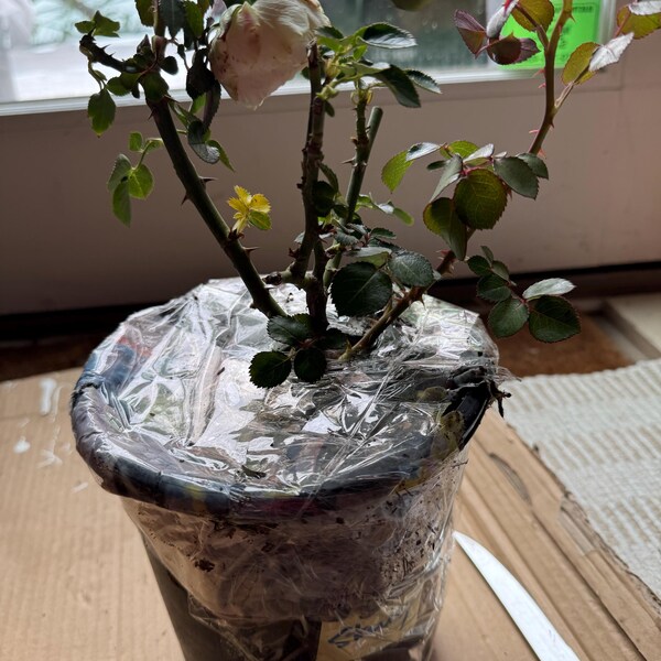 English Garden Shrub Rose Auswill | Austir | Tall Shrub | Pink Apricot ...