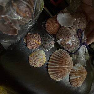 Spiny Jewel Box Sea Shells, Jewel Box Shells, Sanibel Sea Shells ...