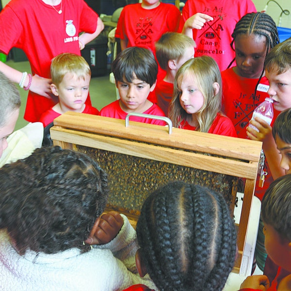 Observation Beehive | Honeybee Educational Hive | Made in the USA - Etsy