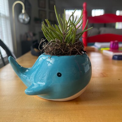 Ceramic Animal Planters With Live Succulents, Gift, Sea Creatures ...