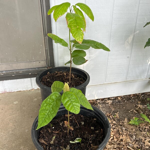 Sea Grape Tree / Uva Playera 1.5 @ 2 Feet| Coccoloba Uvifera | Free ...